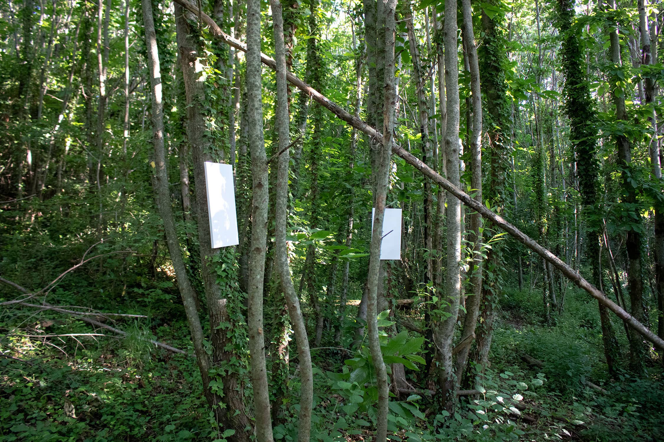 Francesca Virginia Coppola